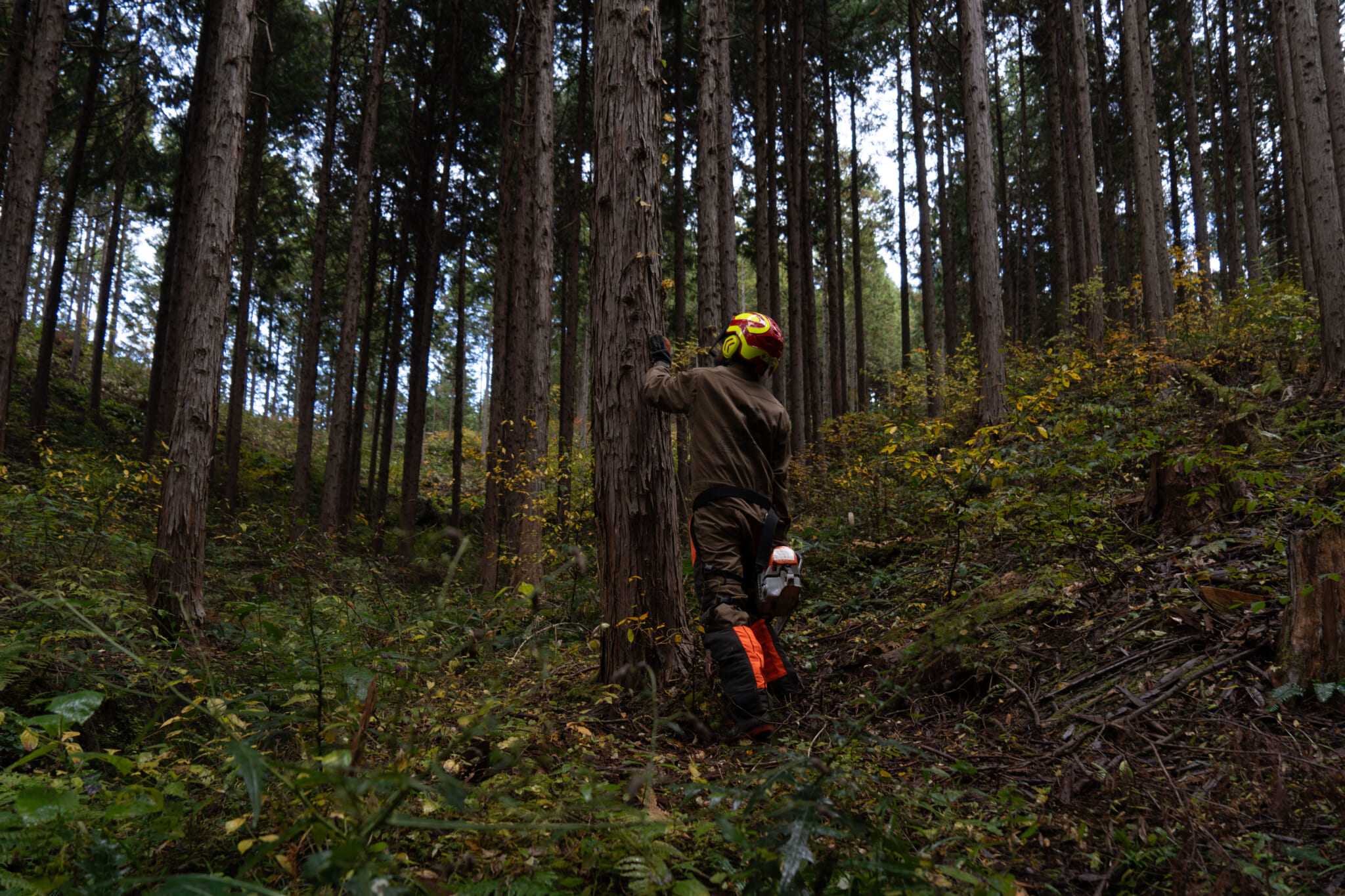 コンビットソリッド J｜WOODONE